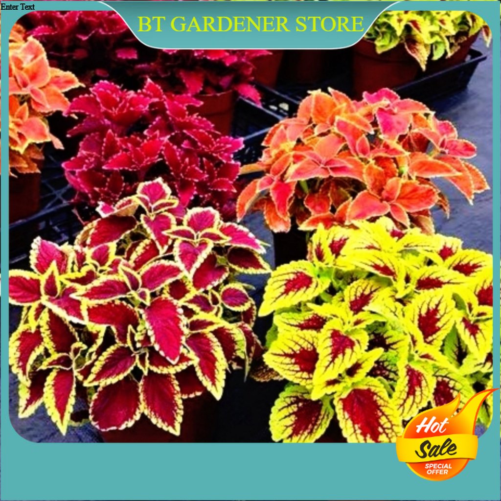 20 Pcs Biji Benih Bunga Ati-Ati / Coleus /Ati-Ati Dan Benih/ Seeds/ 彩叶草 ...