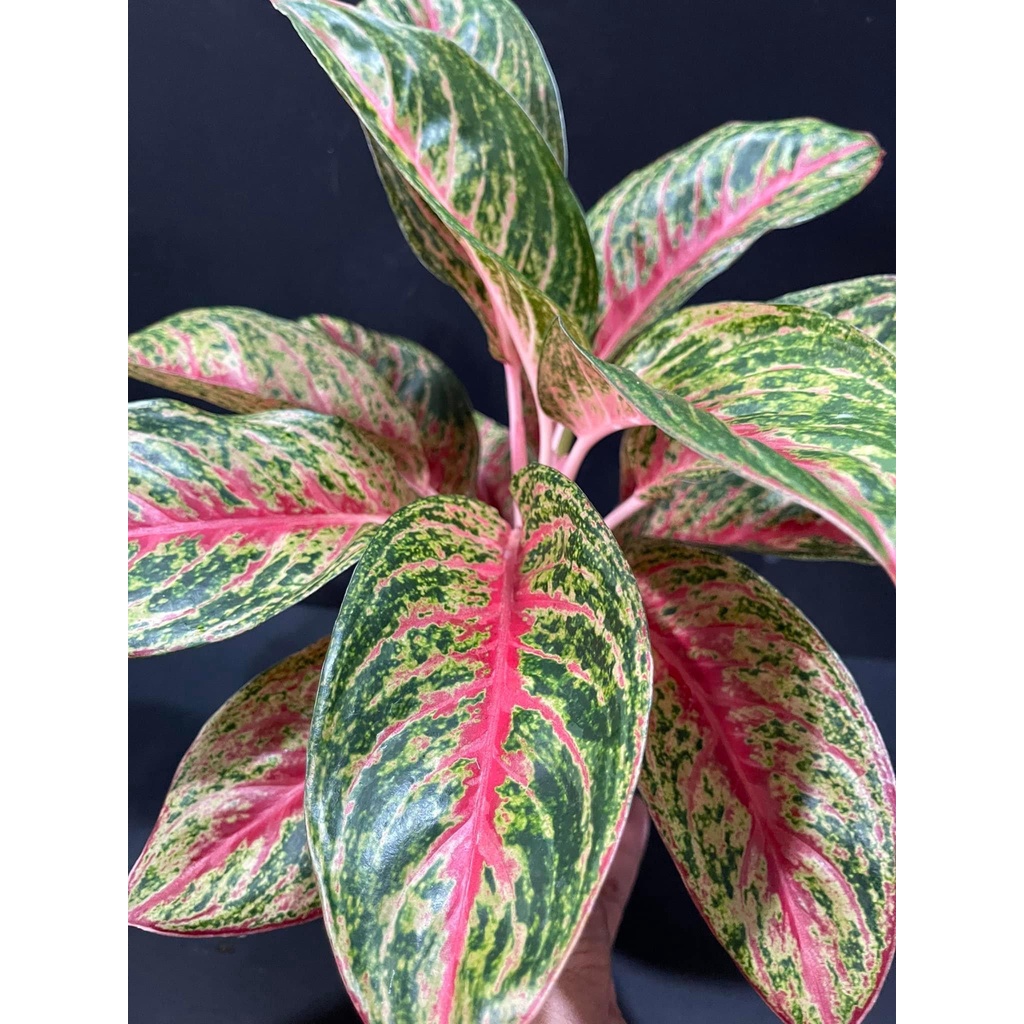 Aglaonema Red Beauty stable root indoor plants size induk | Shopee Malaysia