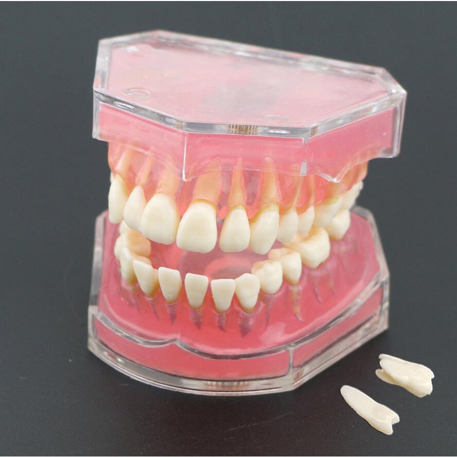 Dental Model Removable Teeth Soft Gum Teeth Model TYPODONT Tooth Model ...