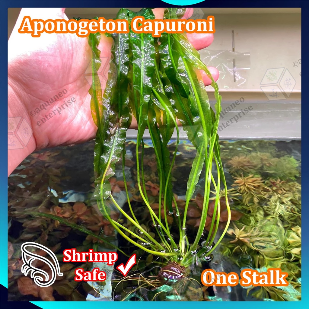 [Low Tech] Aponogeton capuronii LP Aquatic Plant | Shopee Malaysia