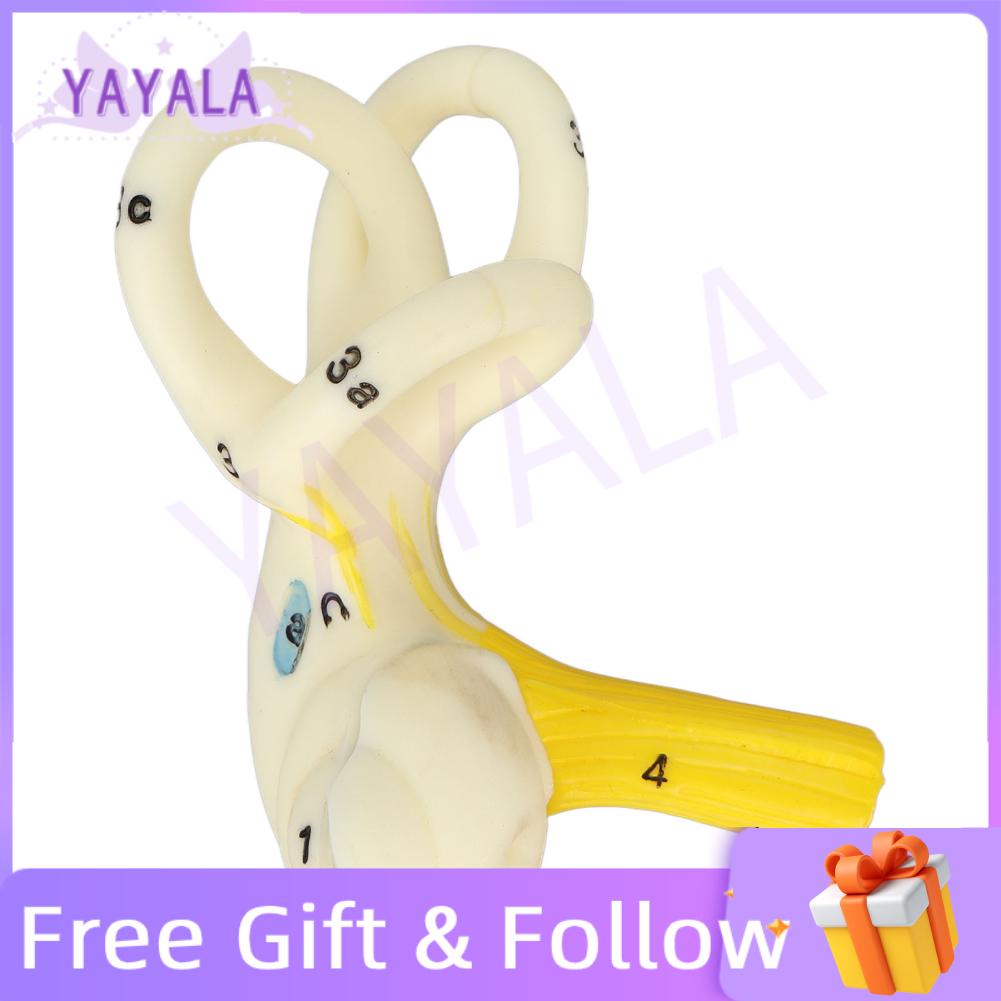 Yayala Inner Ear Labyrinth Model Clear Structure Ear Semicircular Canal ...