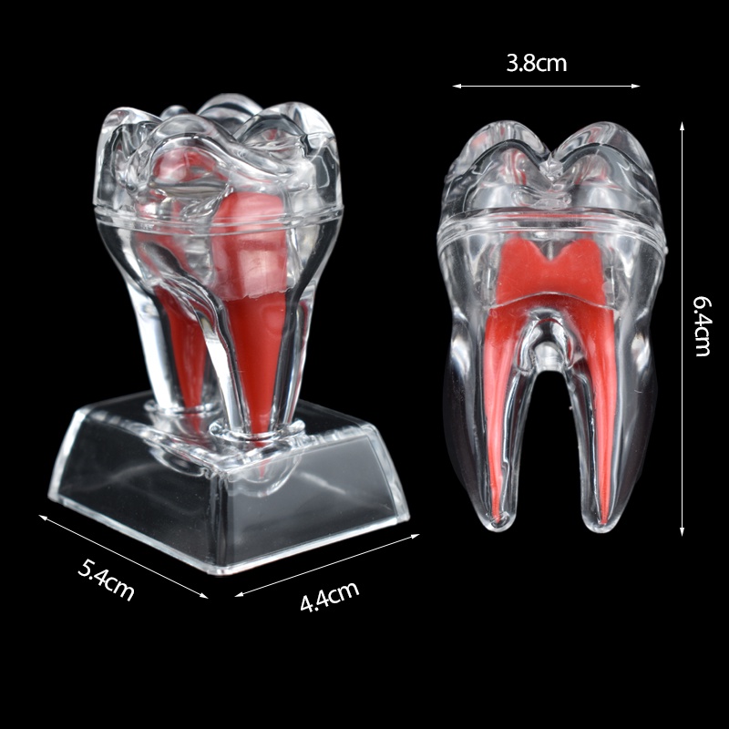 Dental Anatomical Model Single Tooth Decomposition Models Dental ...