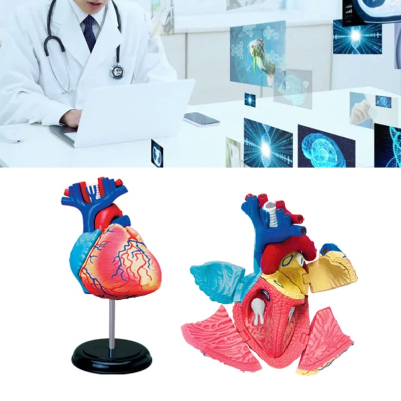 love* Detachable Science Anatomy Heart Model for Study Display Teaching ...