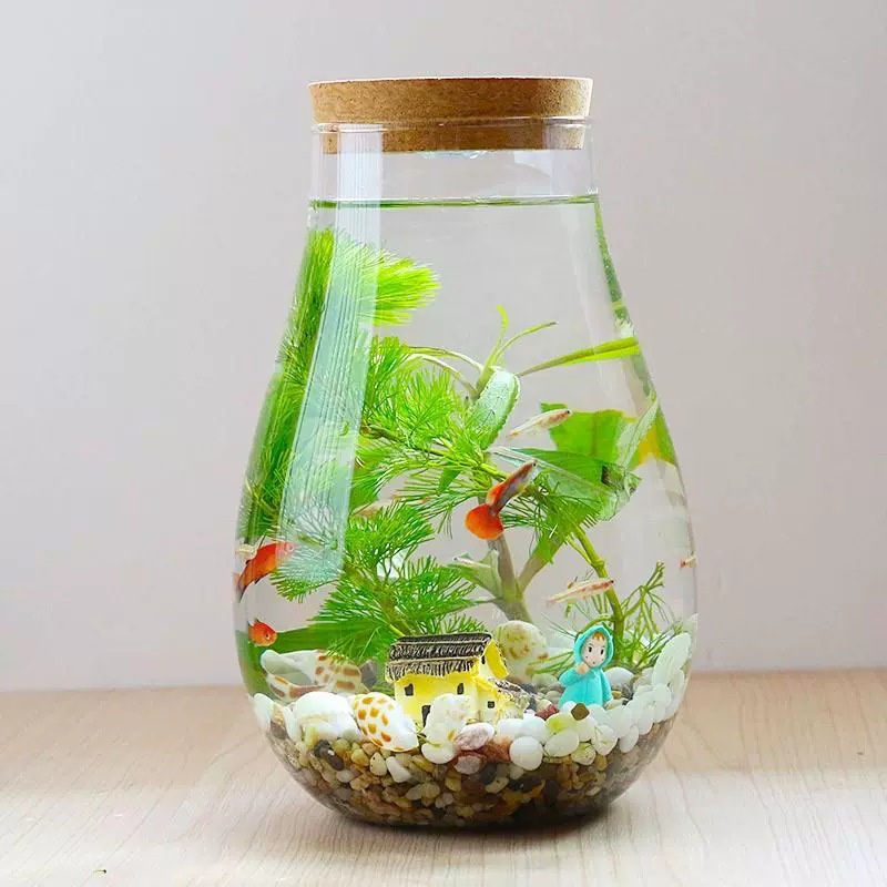 Large Cork Tea Can Ecological Bottle Micro Landscape Aquarium ...