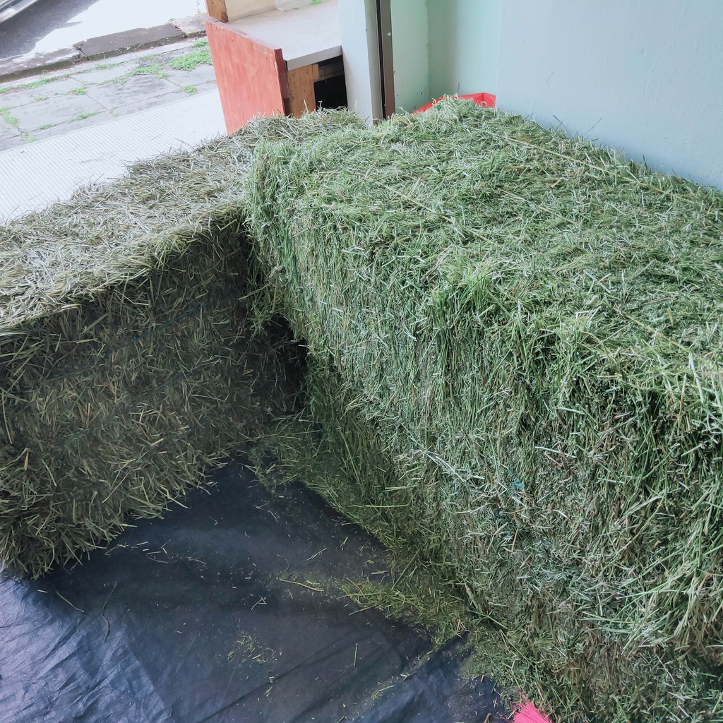 TIMOTHY IMPORTED HAY 1KG | Shopee Malaysia