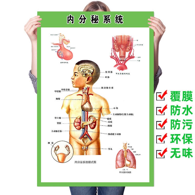 8.15 Endocrine Secretion System Wall Chart Hospital Teaching Human ...