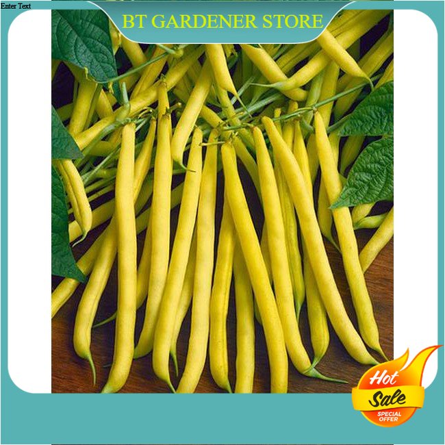5 Pcs Dwarf French Yellow Bean Rare Seeds Benih Kacang Buncis Renek ...