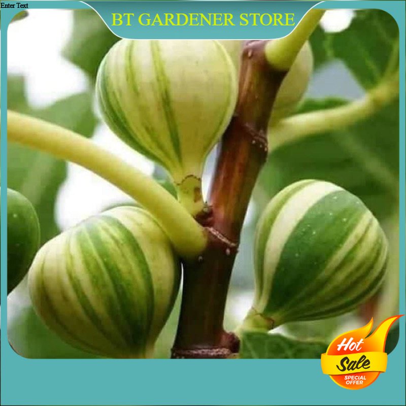 Pokok Fig Live Plant Anak Pokok Tin Batik (Panachee Tiger) 无花果树苗果苗 ...