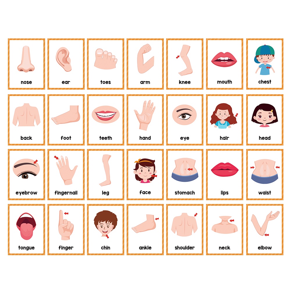 15 Cards Kids Educational Flash Cards Body Parts Vocabulary Words Cards ...