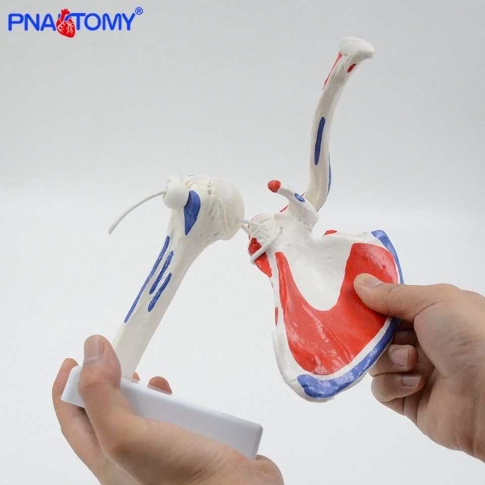 Human Body Shoulder Joint Model Clavicle Shoulder Joint Mirror Surgical ...
