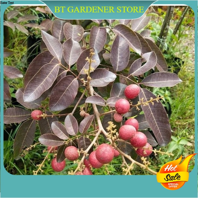 Thailand Pokok Longan Merah Ruby Ready Stock Sarawak 红色钻石龙眼嫁接苗 | Shopee ...