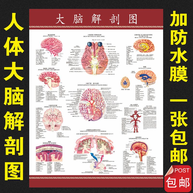 8.15 Medical Cardiovascular System Knowledge Wall Chart Brain Anatomy ...