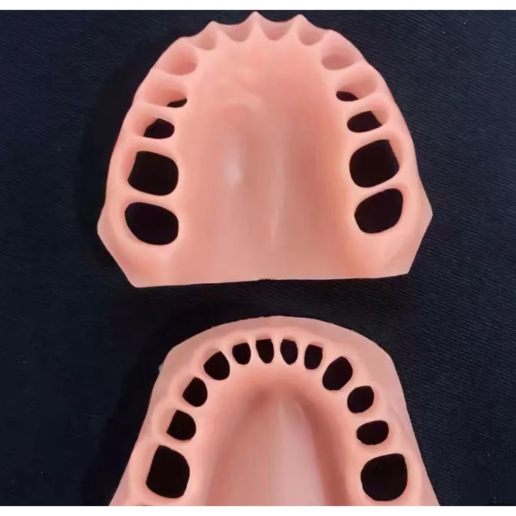 Teeth Gum model upper/lower Simulated gums Student Learning Teaching ...