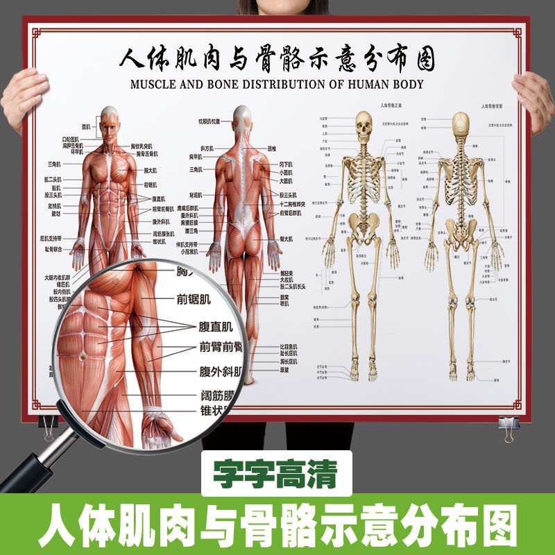 8.15 Human Body Skeleton Chart Wall Chart Organ Internal Organ ...