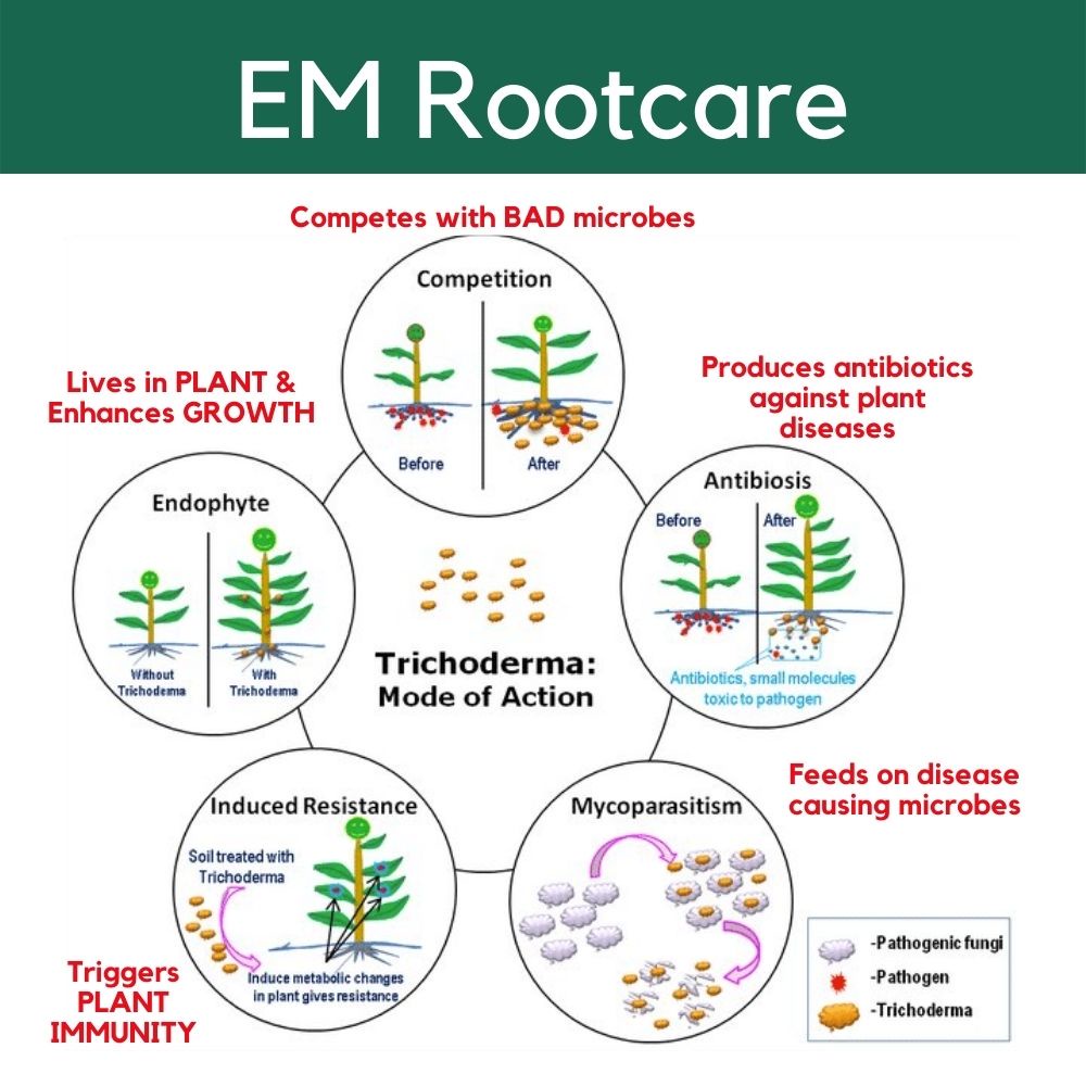 Pherotools EM Rootcare 100g / 1KG Trichoderma & Bacillus Bio fungicide Kulat Pokok Boosts plant ...