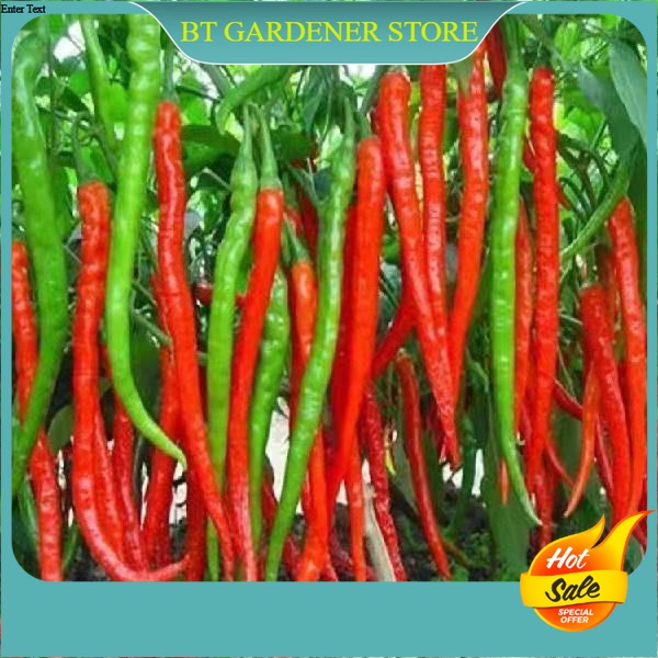 Biji Benih Lada Cili Panjang Pedas ( 30seeds ) / 红辣椒籽 /Extra-long Red ...