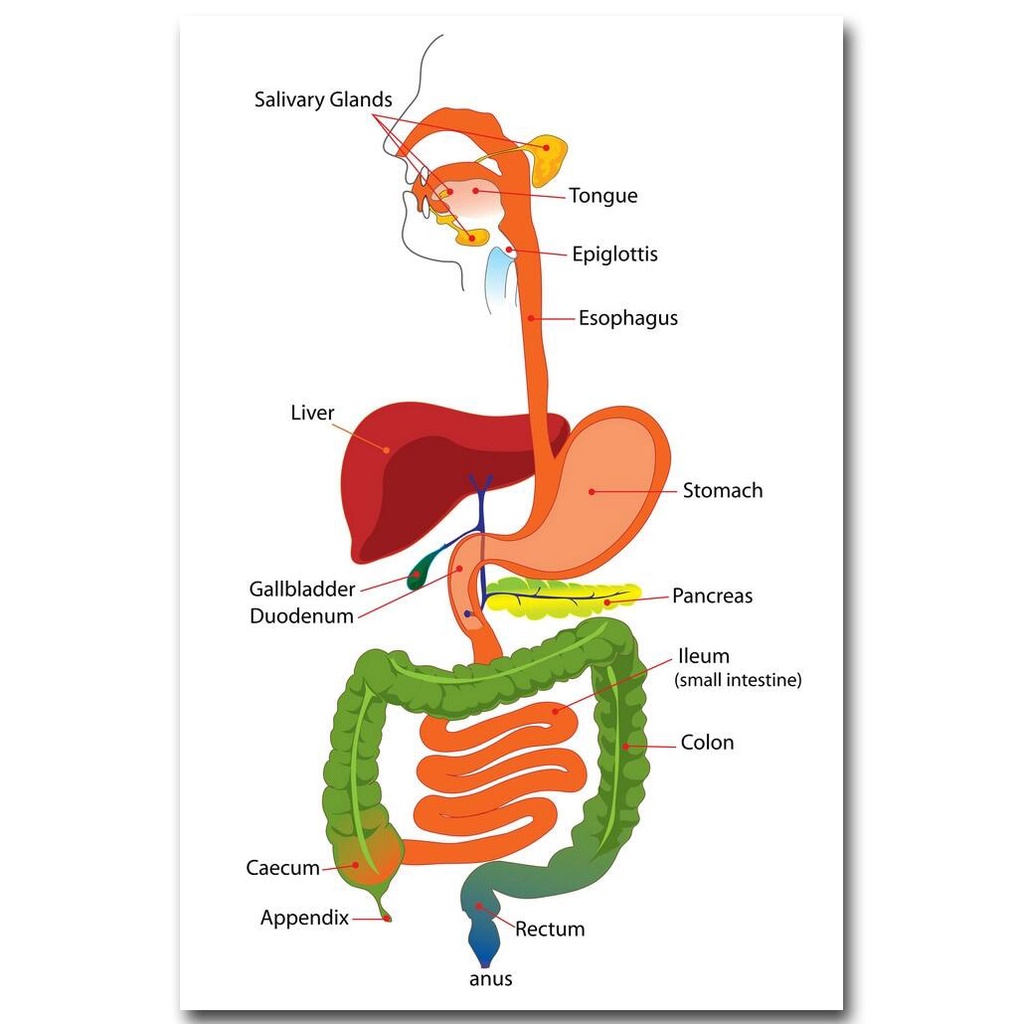 Nordic Canvas Prints Poster Wall Art Painting Human Anatomy Digestive ...