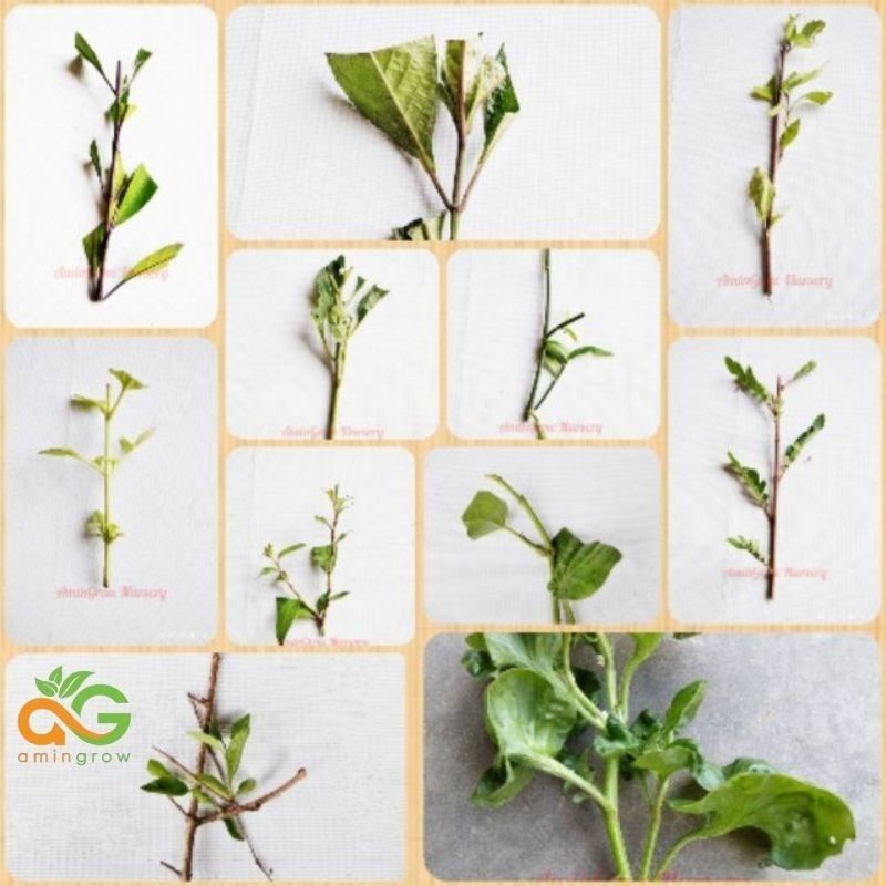amingrow- 🌱Koleksi keratan batang pokok HERBA (1batang RM1 & 2batang ...
