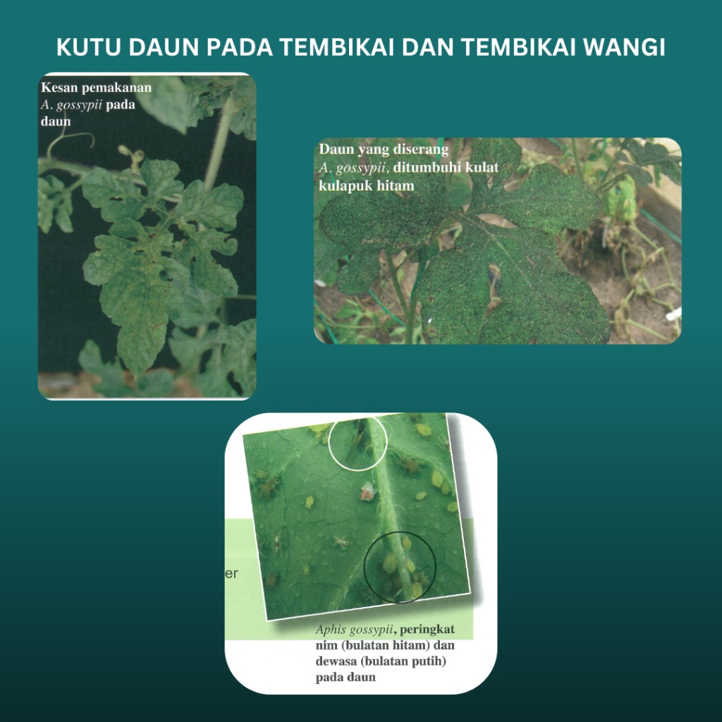 Racun Lelompat daun Mangga Mango Leafhopper (Idioscopus nitidulus ...