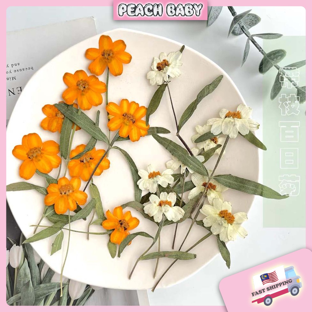 Zinnia Dried Pressed Flowers Epoxy Resin Craft Ab Glue Handmade DIY ...