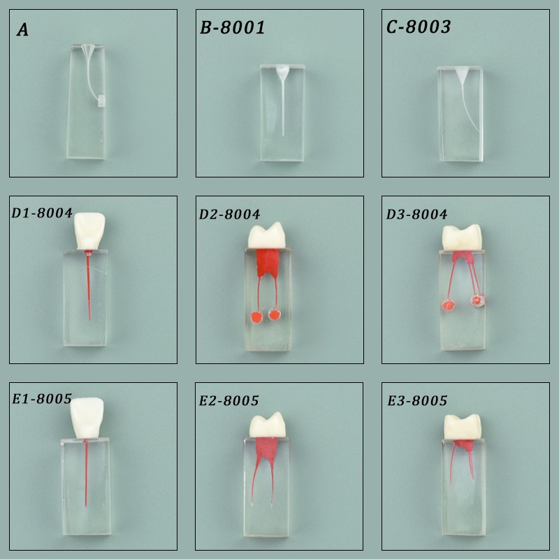 Dental Model Endodontic Root Canal Block Practice Teeth Model RCT ...