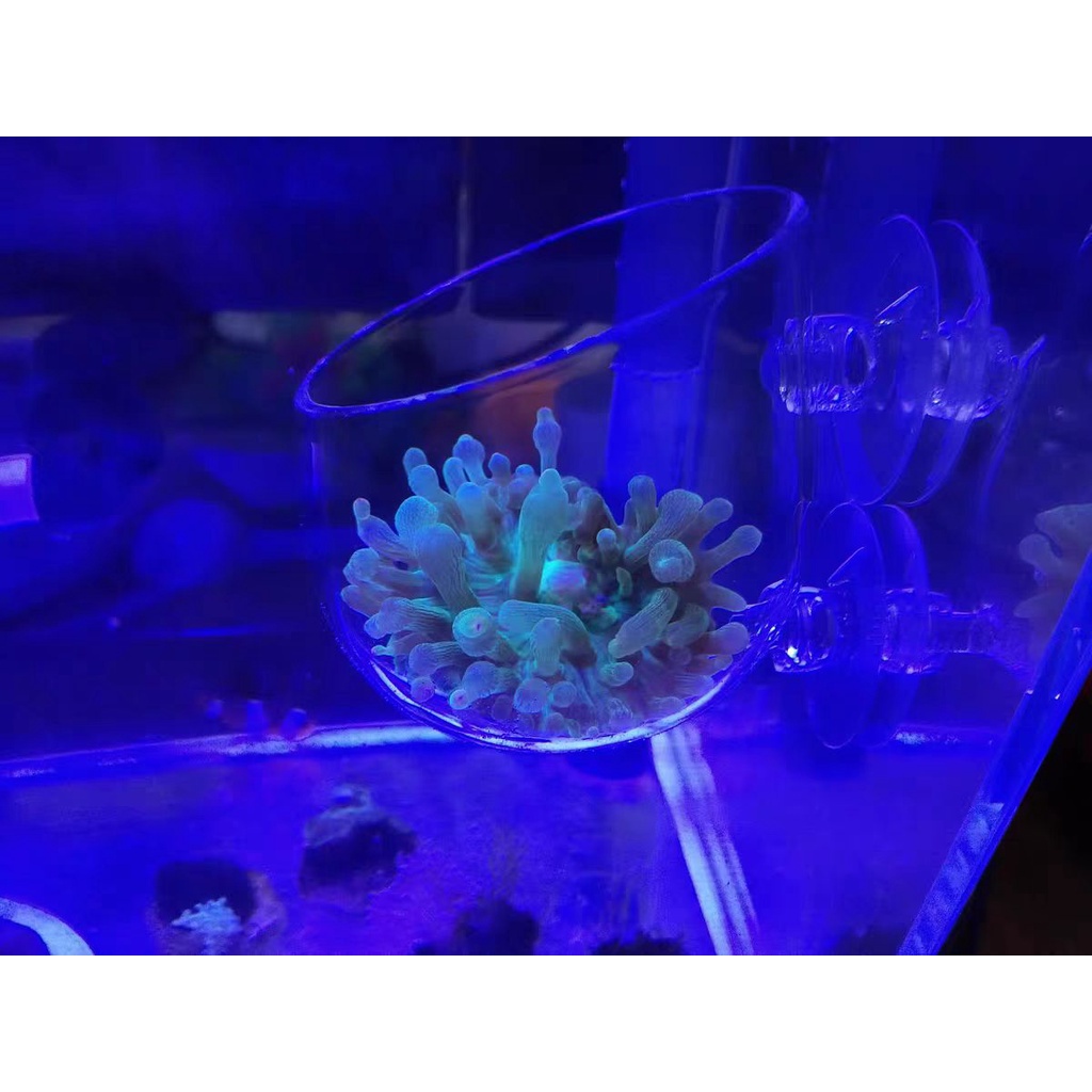 Aquarium suction glass cup for anemone saltwater tank ikan coral frag ...