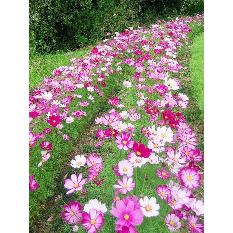 [50biji]Benih Bunga Cosmos Bonsai Mix Colour Flower seed|波斯菊籽种子 ...
