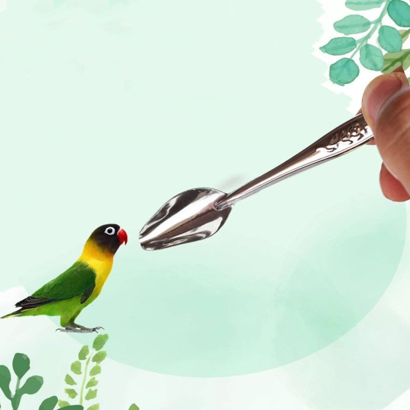 🔥Ready Stock🔥Bird Parrot Stainless Steel Metal Feeding Spoon,Special ...