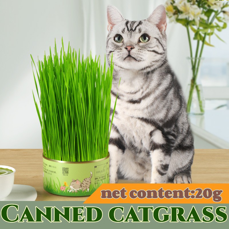 Fresh Cat Grass Can Lazy Healthy Cat Food Cat Grass Seed Easy To Plant ...