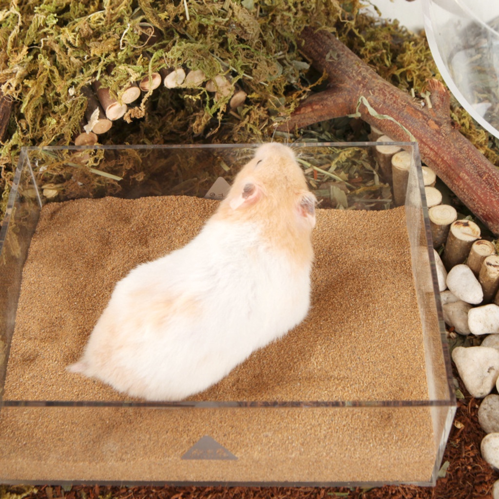 🇲🇾2.5kg large pack Bucatstate natural desert sand pet hamster bathing ...