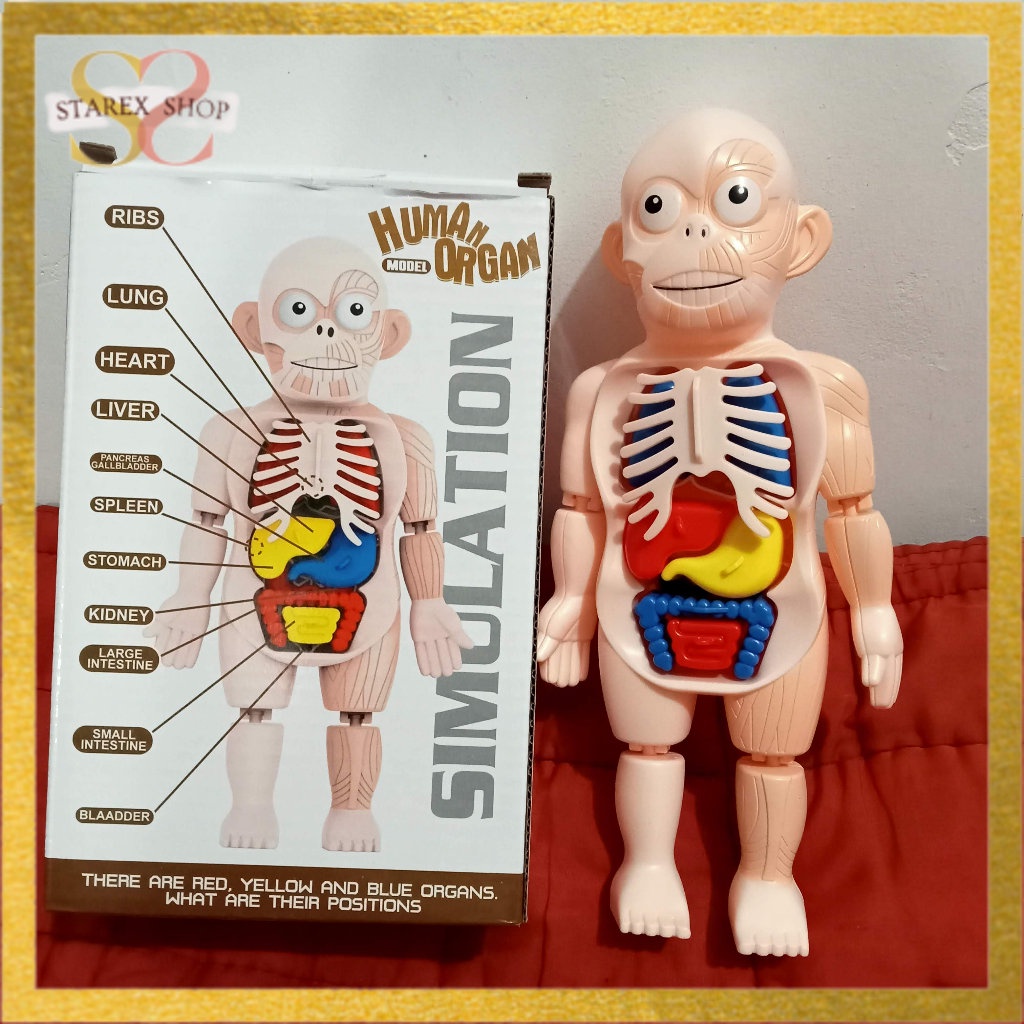 starexshop Human Body Parts Internal Organ Anatomy model Educational ...