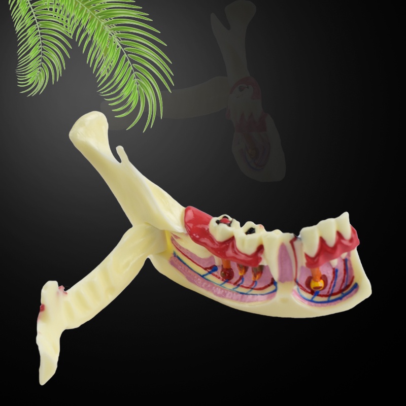 Dental Endodontic Model Mandible Tissue Anatomical Model Anatomy of ...