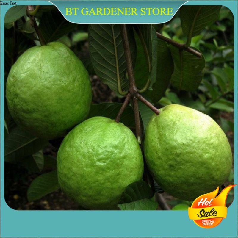 10pcs Taiwan Guava seeds Biji Jambu Batu 番石榴种子 芭乐种子 石榴种子 Ready Stock ...