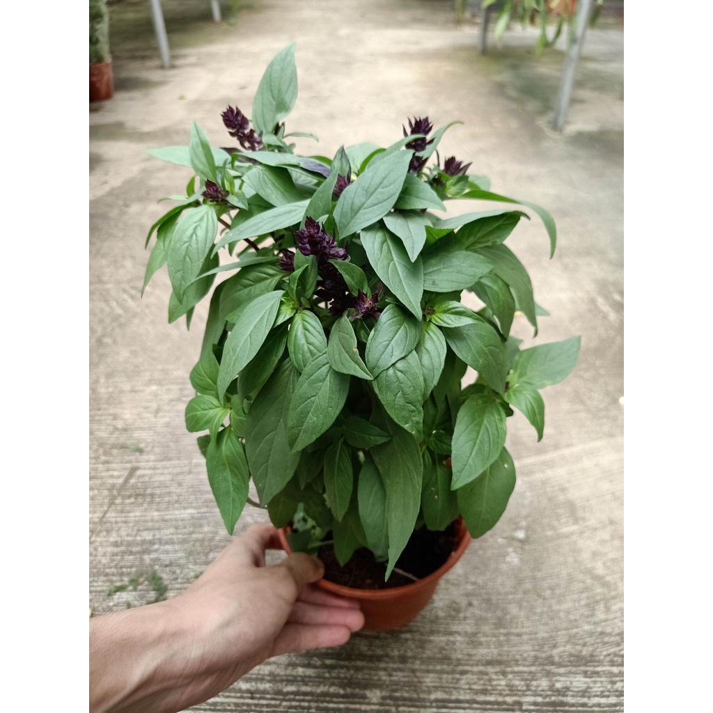 Thai Basil 九層塔 | Pokok Herba | Real Live Herb Plant | Shopee Malaysia