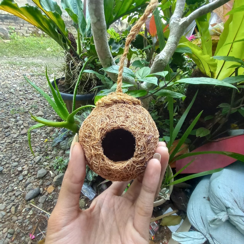 Walnut Spider Pet Spider House/ Jumping Spider/ Spider Web House ...