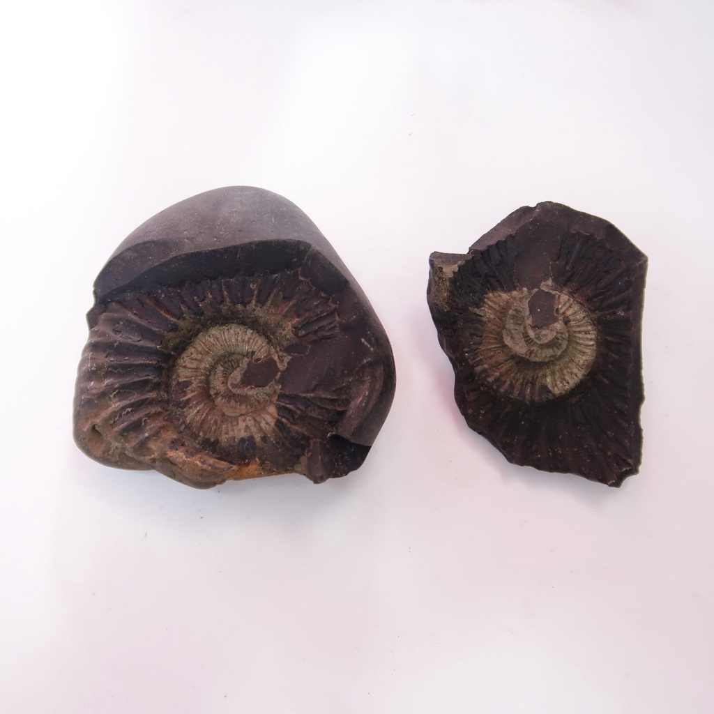 Rare Natural Lakshmi Narayanam Shaligram ji Stone from Gandaki River ...