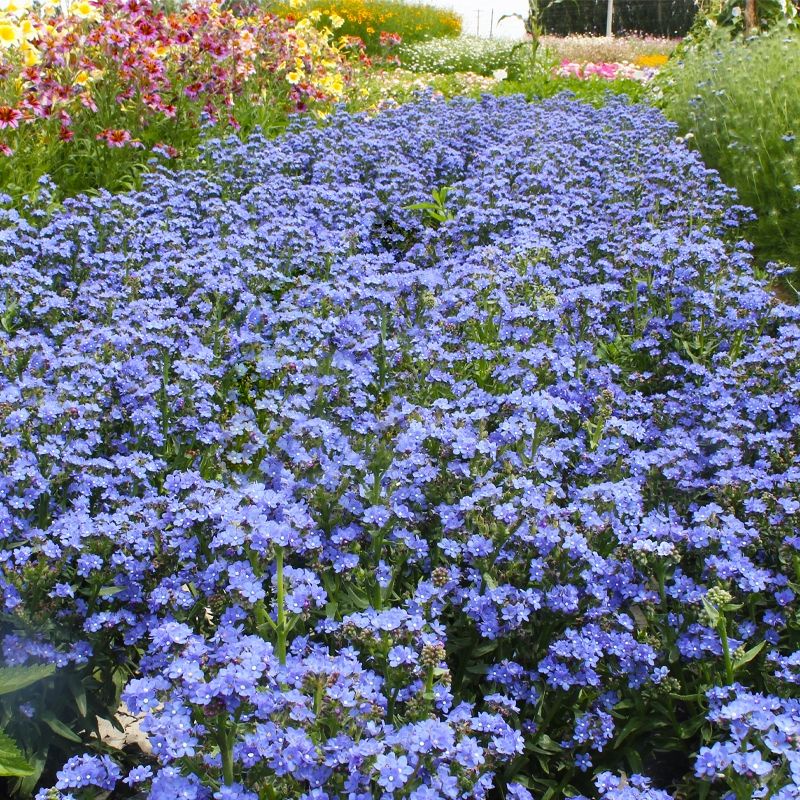 [50biji]Benih Bunga Jangan Lupa Saya | Flower Forget me not | 勿忘草花籽种子 ...