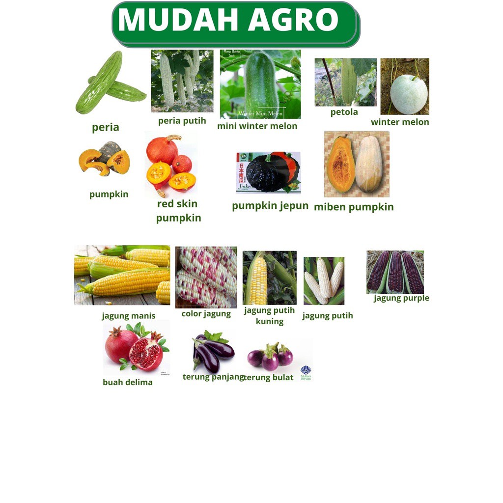 MUDAH AGRO wholesale Biji Benih / Vegetable Seed /FLOWER SEEDS /SAYUR ...