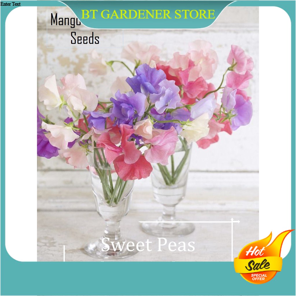Sweet Peas Little Sweethearts Flower Seeds 15 Seed Benih Bunga Sweet ...