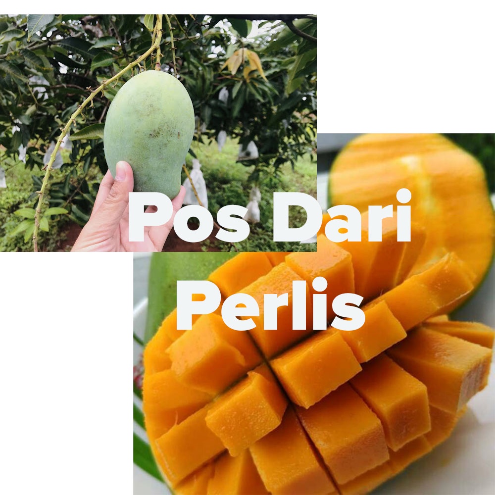 Harumanis PERLIS [ Original & Premium Quality ] | Shopee Malaysia