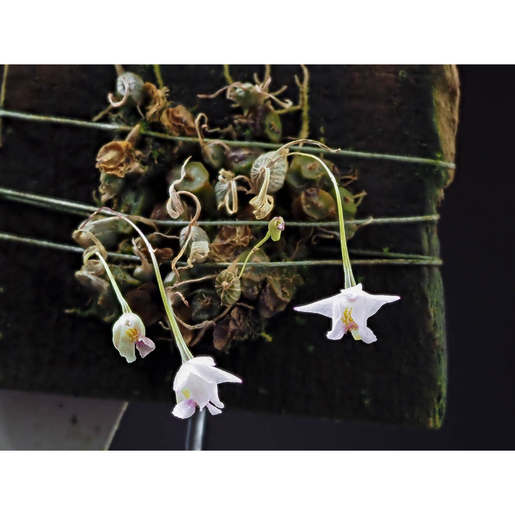 Augustfame - Conchidium Extinctorium miniature orchid 迷你兰花 | Shopee ...