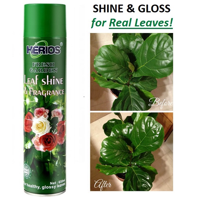 Spray Can Leaf Shine Spray Pengilat Kilat Daun 650ml | Shopee Malaysia