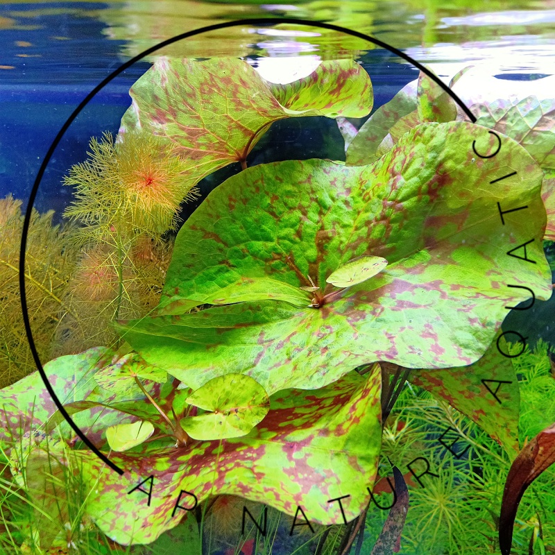 🐟 Nymphaea micrantha Tri Color Lotus Aquatic Plant Aquarium Fish Shrimp ...