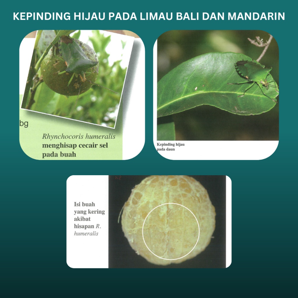 Racun Lelompat daun Mangga Mango Leafhopper (Idioscopus nitidulus ...