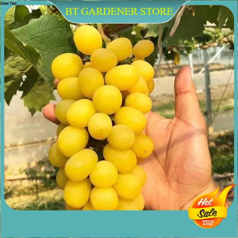 Japanese Pokok Anggur Grafted Golden Shine Muscat Seedless Grape ...