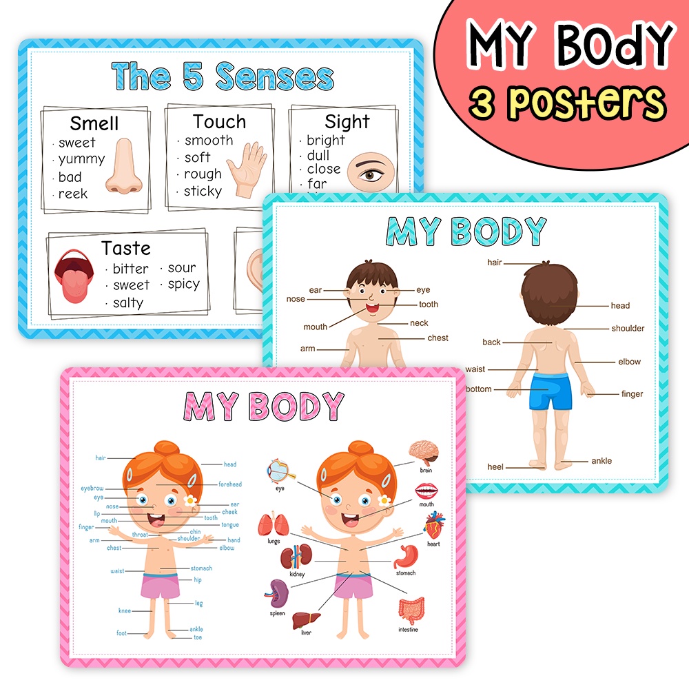 3 PCS My Body Poster Learning English Words Educational Posters ...