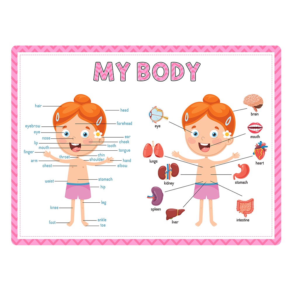 3 PCS My Body Poster Learning English Words Educational Posters ...