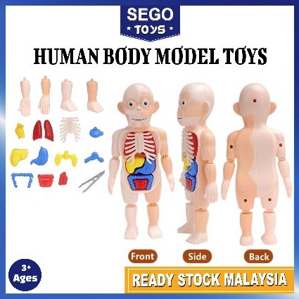 Human Body Model Montessori Baby Busy Toys DIY Organ Learning Toys ...