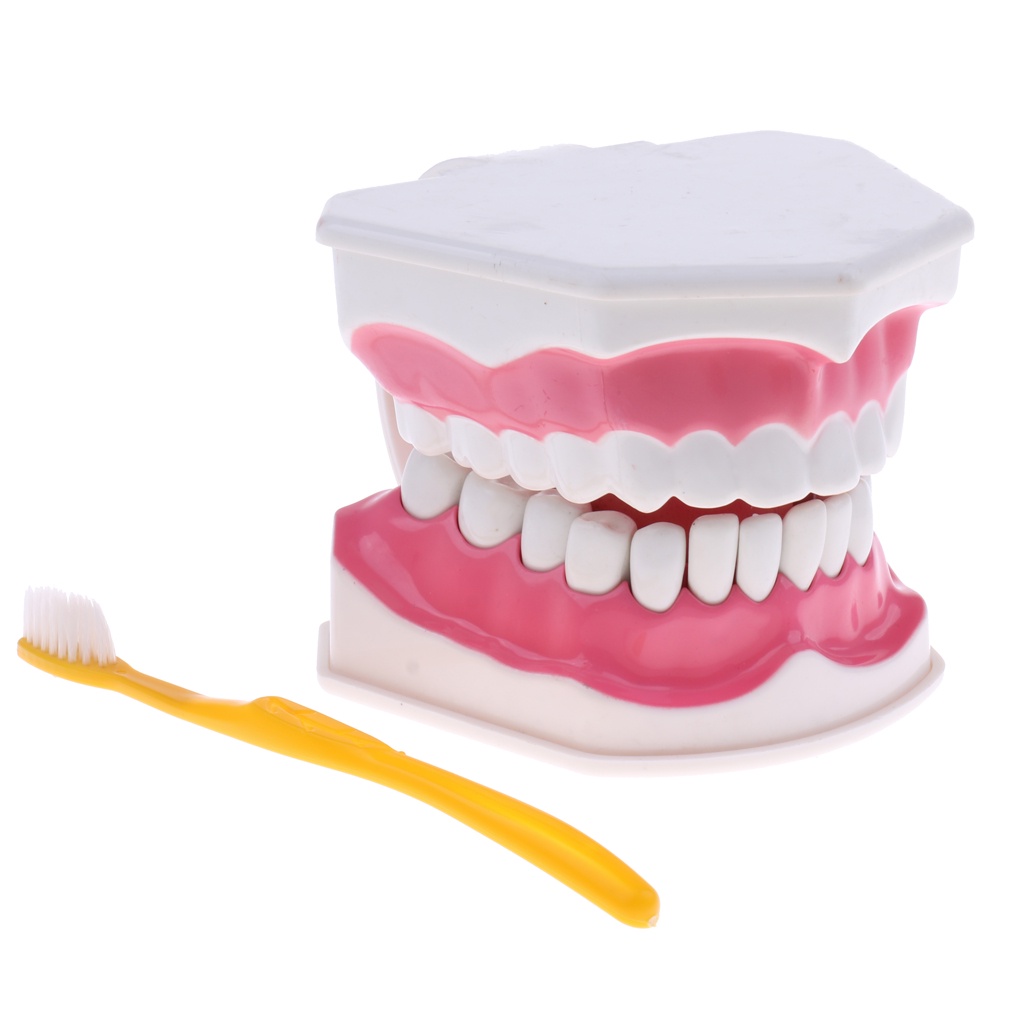 Teaching Model Dental Tooth Model Removable Typodont Teeth Brush Large ...