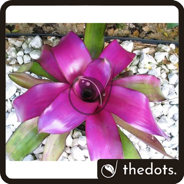 REAL LIVE PLANT BROMELIAD NEOREGELIA VOODOO DOLL WITH PLASTIC FLOWER ...